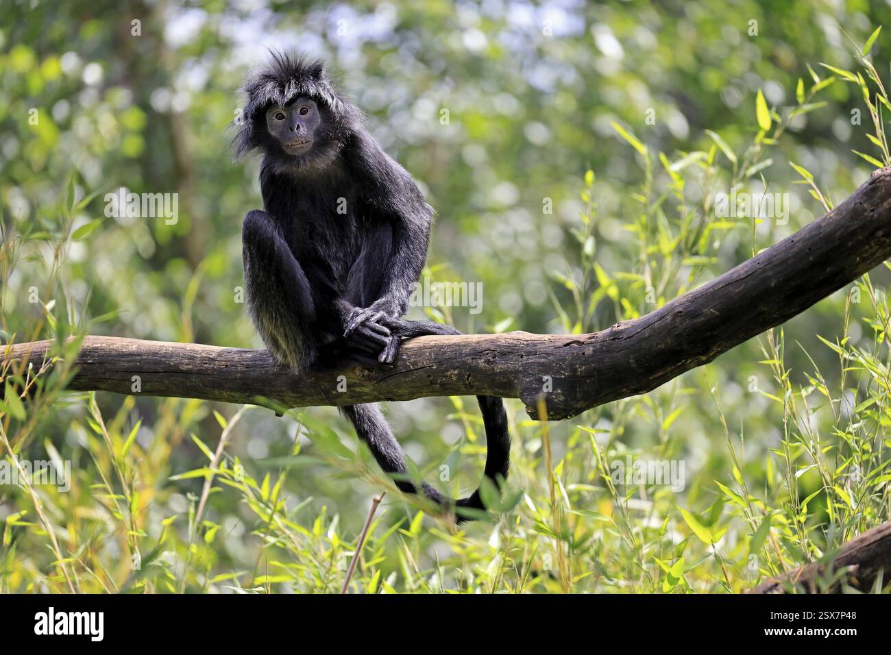 Javan lutung (Trachypithecus auratus), adult, sitting, on tree, alert ...