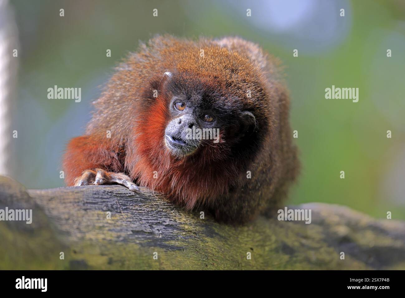 Coppery titi (Plecturocebus cupreus, Syn.: Callicebus cupreus), adult ...