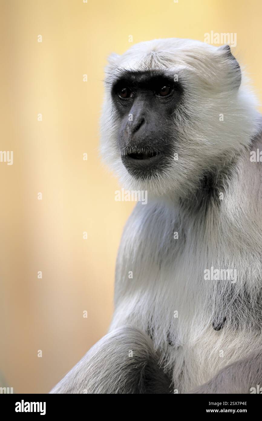 Northern plains gray langur (Semnopithecus entellus), adult, portrait ...
