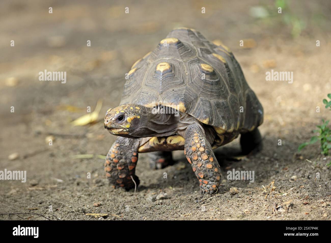 Coal turtle (Geochelone carbonaria), adult, foraging, South America ...