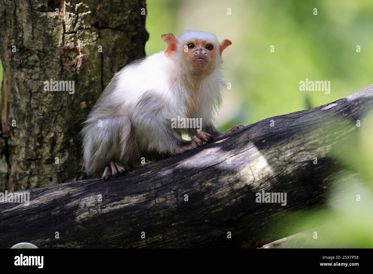 Silver marmoset (Mico argentatus, Syn.: Callithrix argentata), silver ...