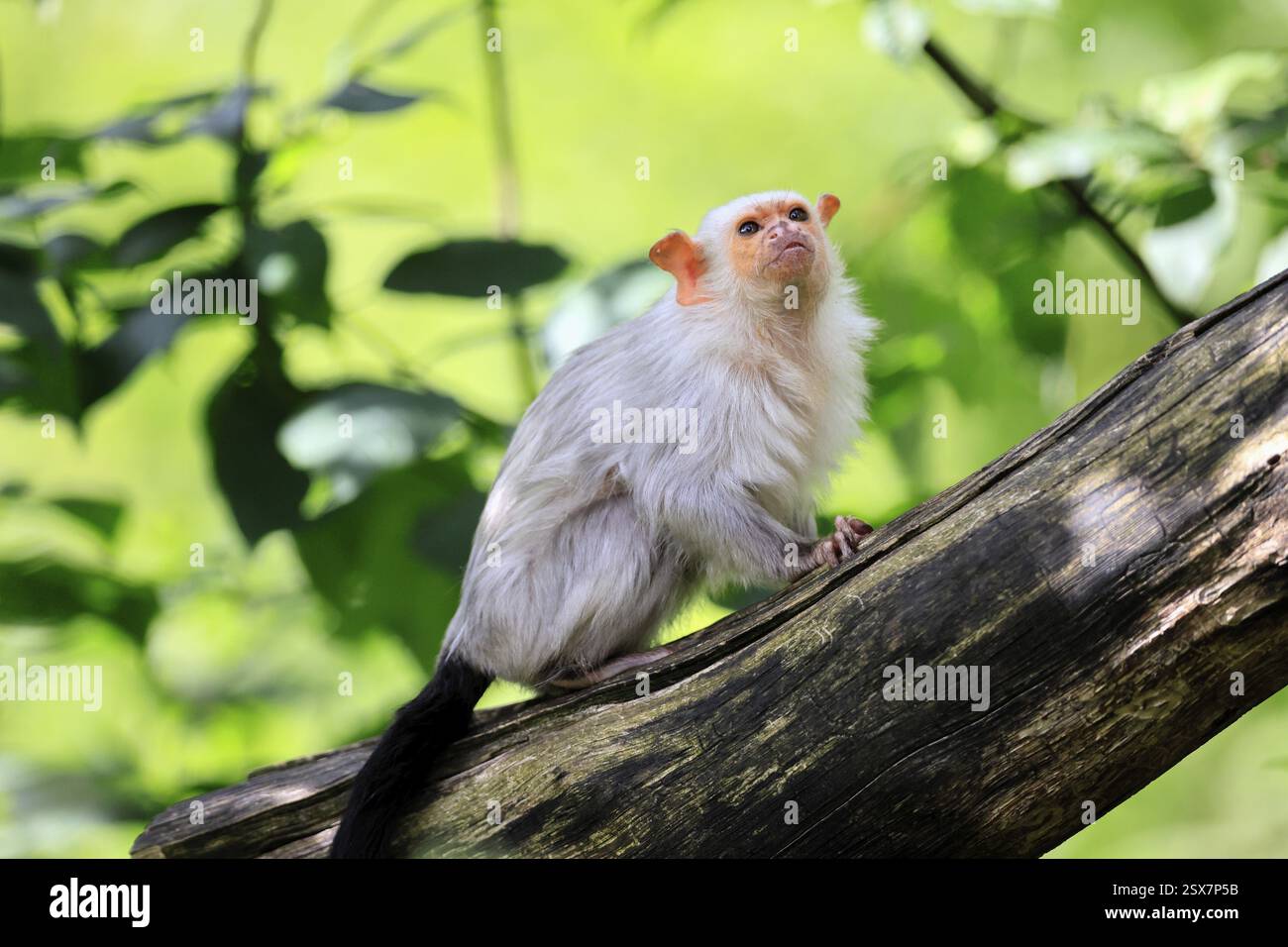 Silver marmoset (Mico argentatus, Syn.: Callithrix argentata), silver ...