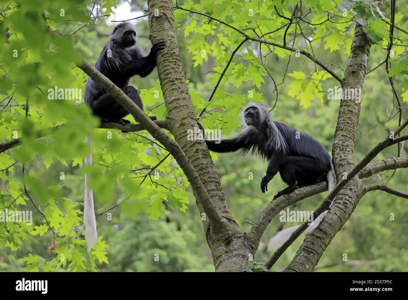 White-bearded snub-nosed monkey (Colobus polykomos), adult, two ...