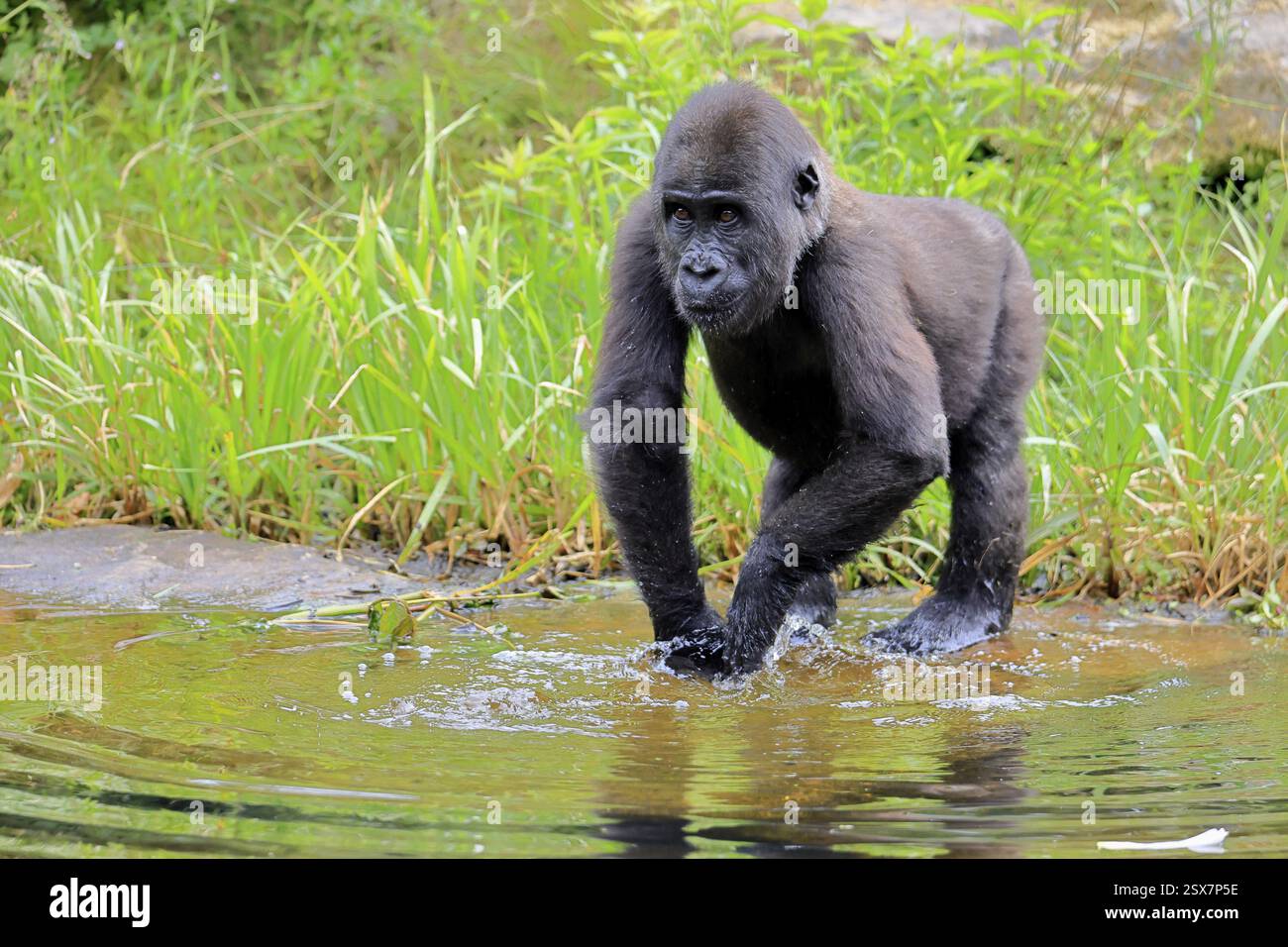 Western gorilla (Gorilla gorilla), young animal, at the water ...