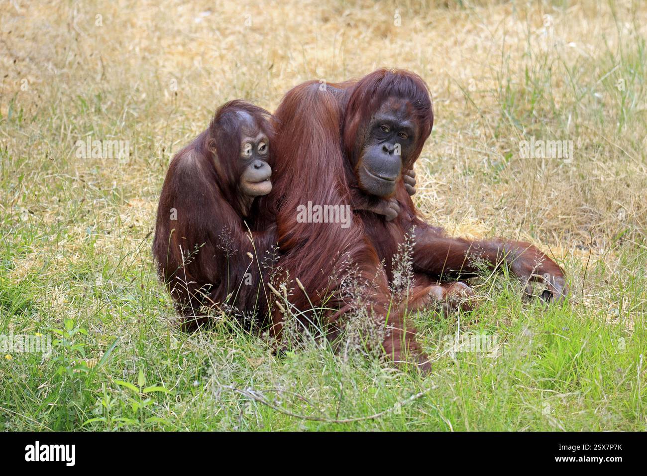Borneo Orang Utan (Pan Paniscus), adult, female, mother, juvenile ...