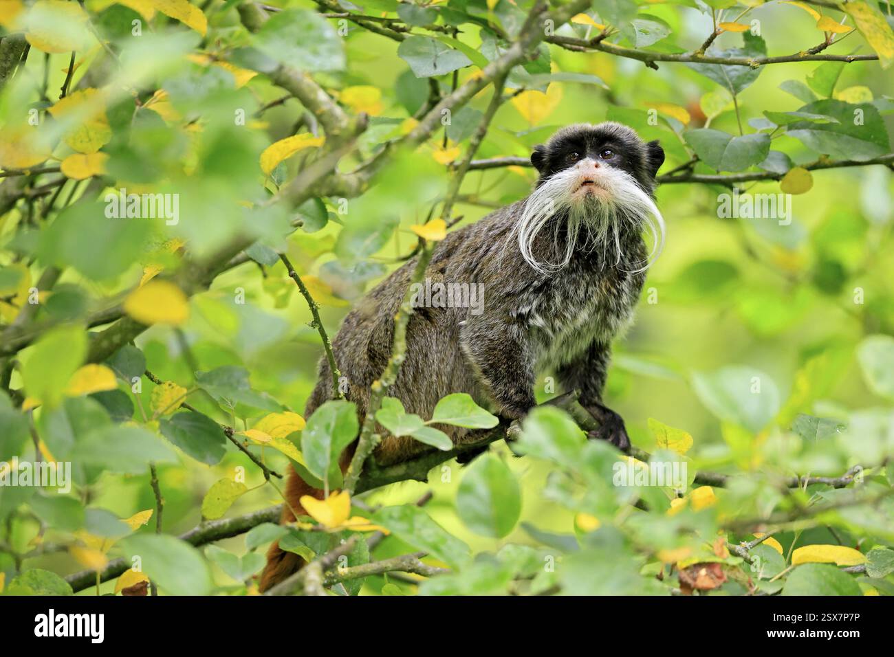 Emperor bearded tamarin (Saguinus imperator subgrisescens), adult, on ...