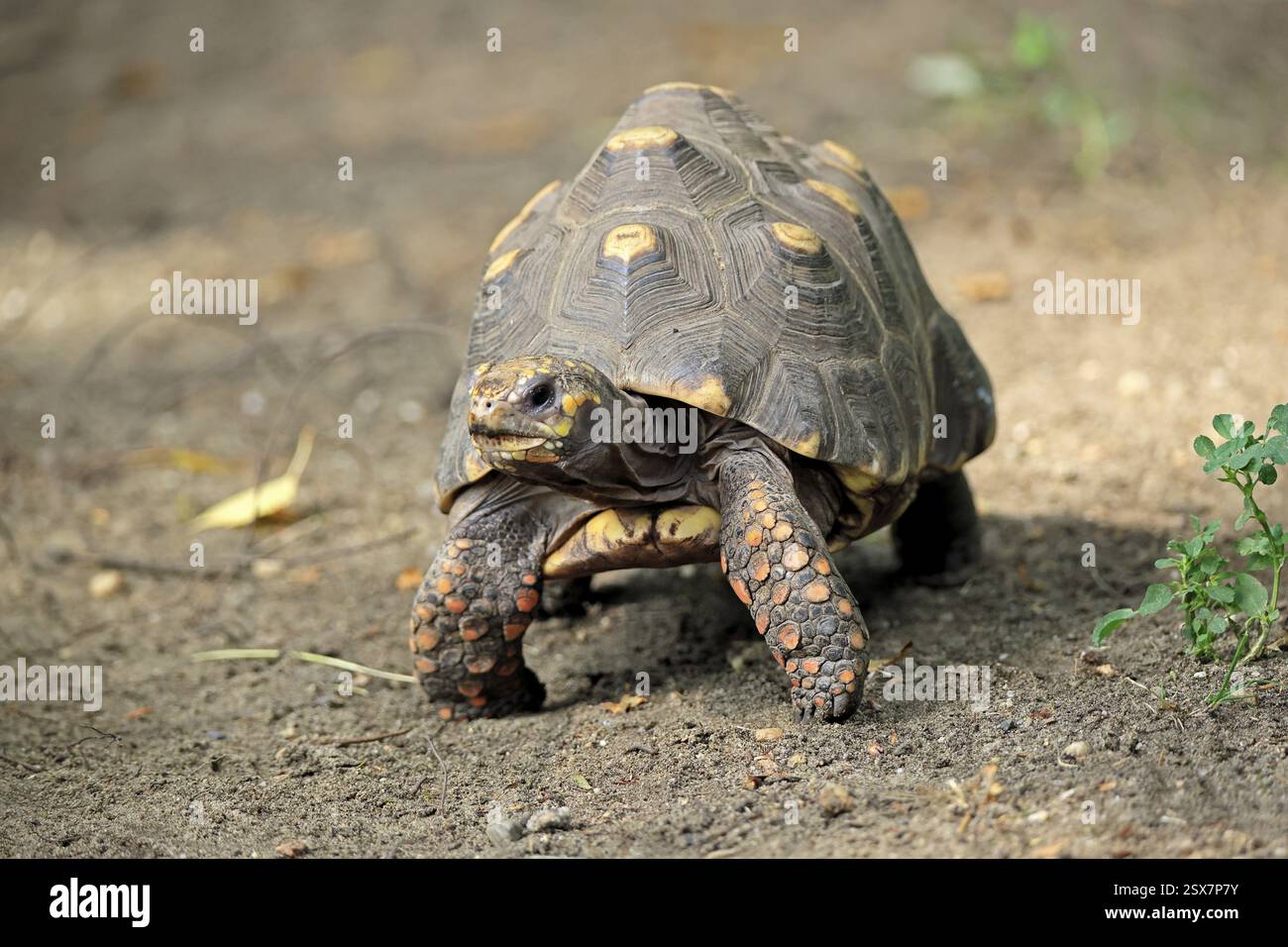 Coal turtle (Geochelone carbonaria), adult, foraging, South America ...