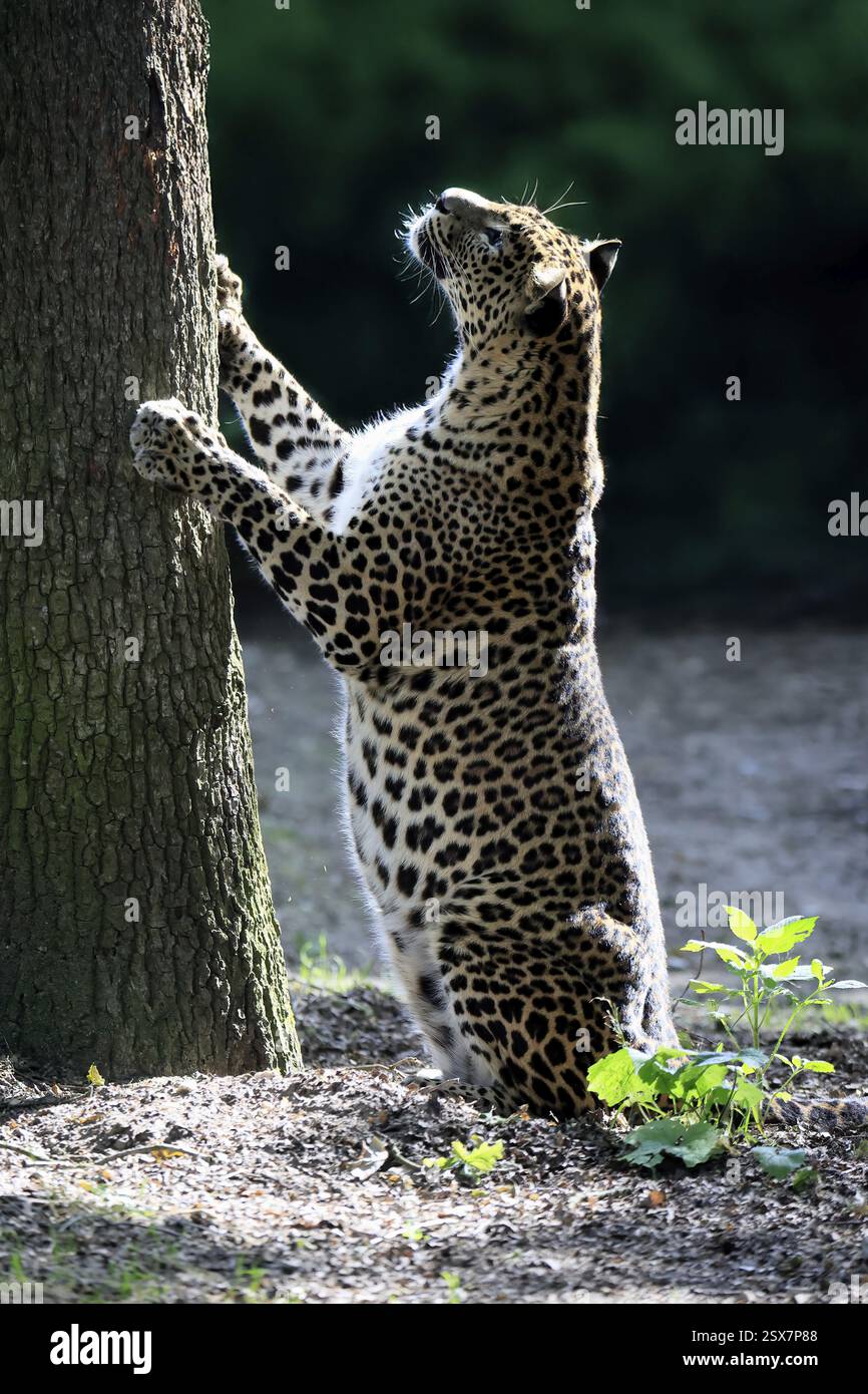Sri Lanka Leopard (Panthera pardus kotiya), adult, tree trunk ...