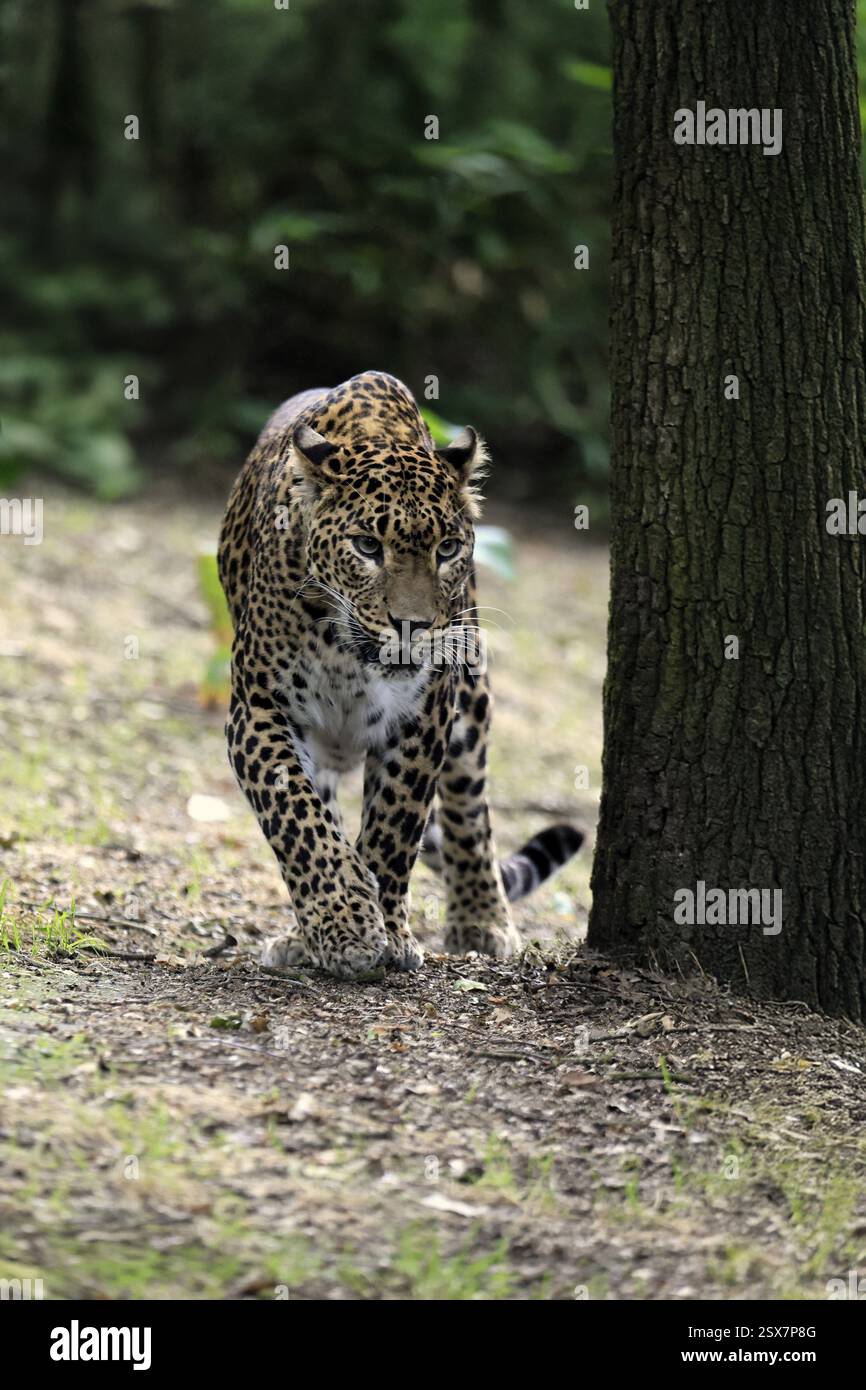 Sri Lanka Leopard (Panthera pardus kotiya), adult, stalking, running ...
