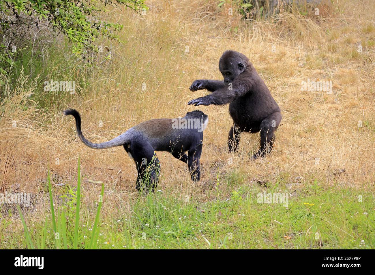 Terrestrial guenons hi-res stock photography and images - Alamy