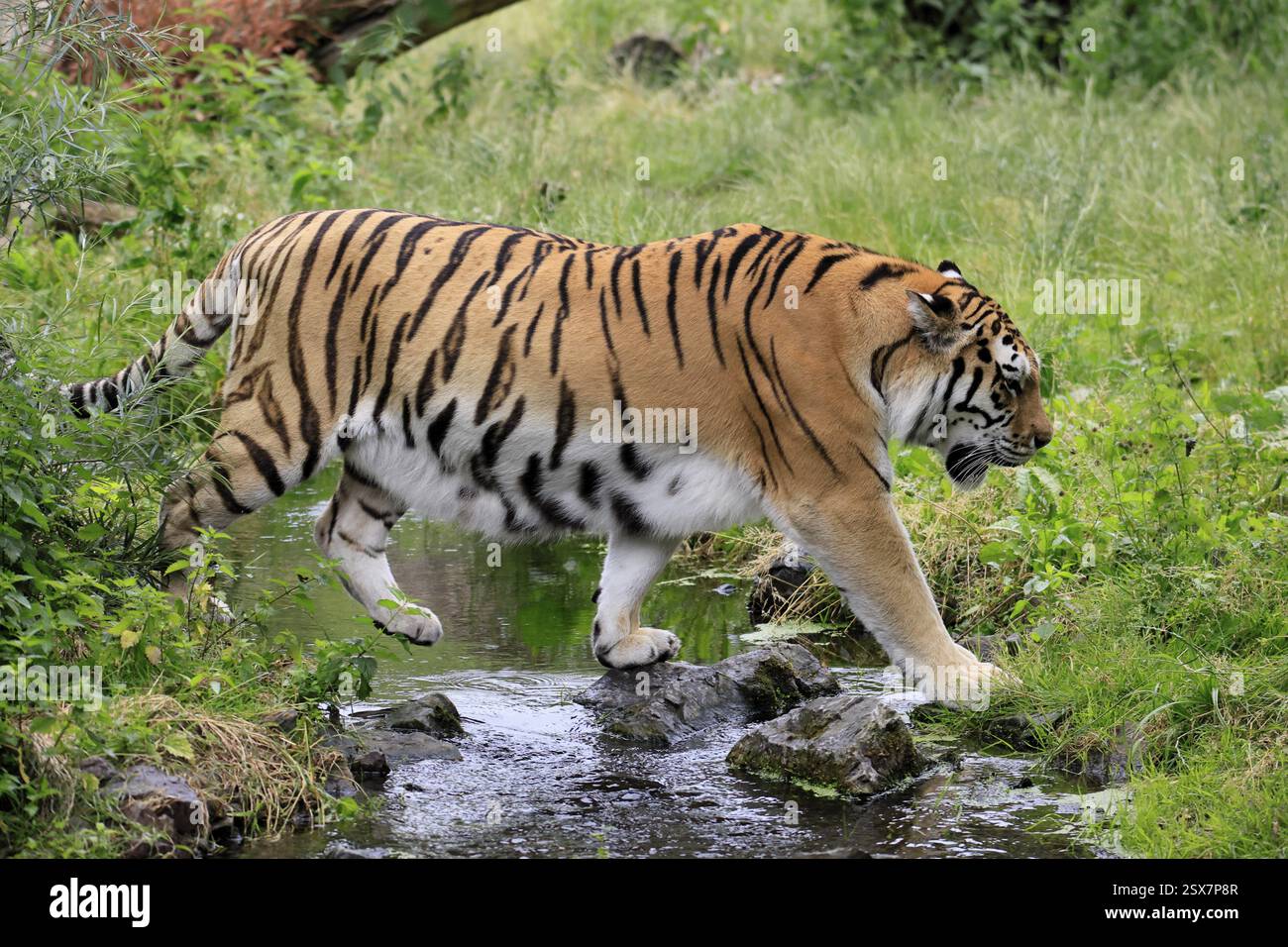 Siberian tiger (Panthera tigris altaica), adult, male, running, at the water's edge Stock Photo ...