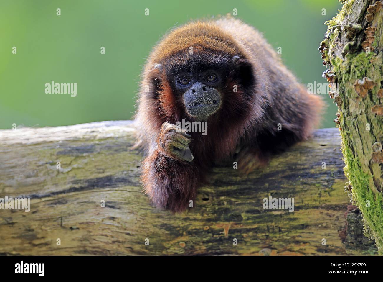 Coppery titi (Plecturocebus cupreus, Syn.: Callicebus cupreus), adult ...