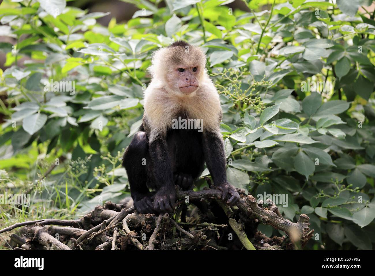 White-shouldered capuchin monkey (Cebus capucinus), adult, on the ...