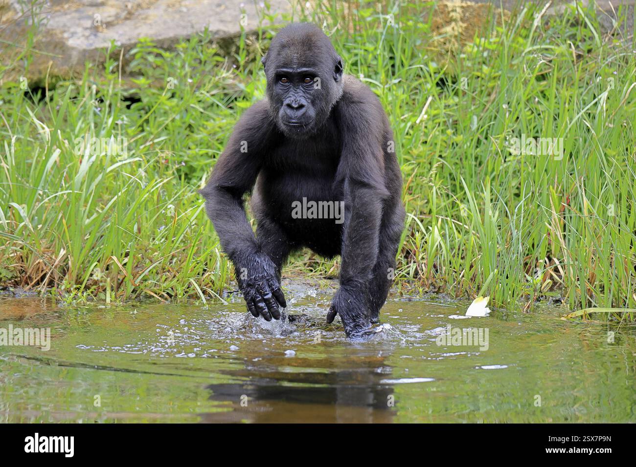 Western gorilla (Gorilla gorilla), young animal, at the water ...