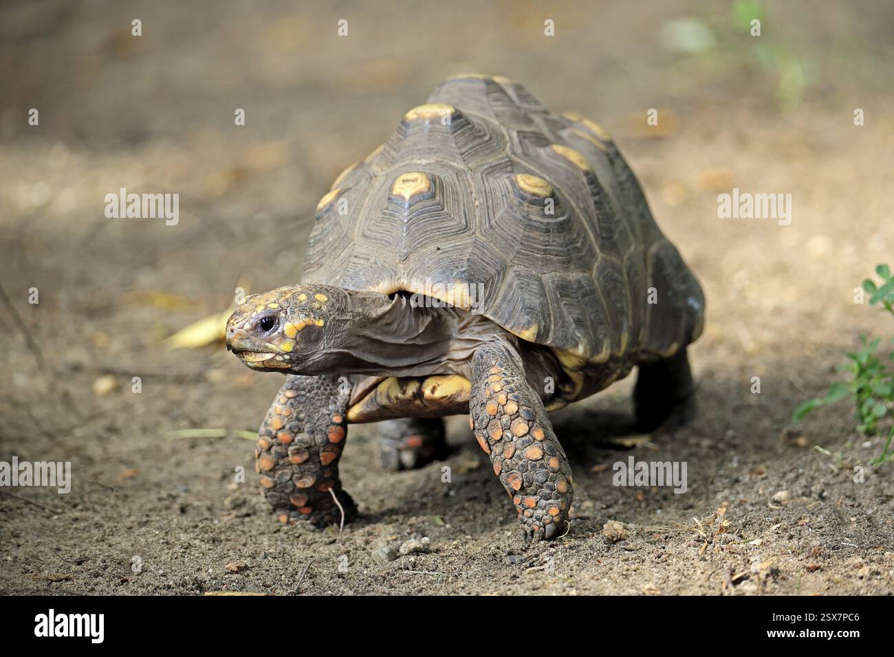 Coal turtle (Geochelone carbonaria), adult, foraging, South America ...