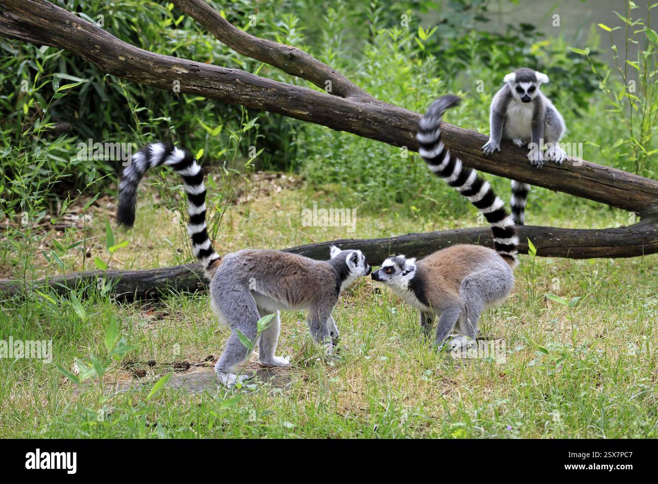 Group of ring tailed lemurs hi-res stock photography and images - Alamy