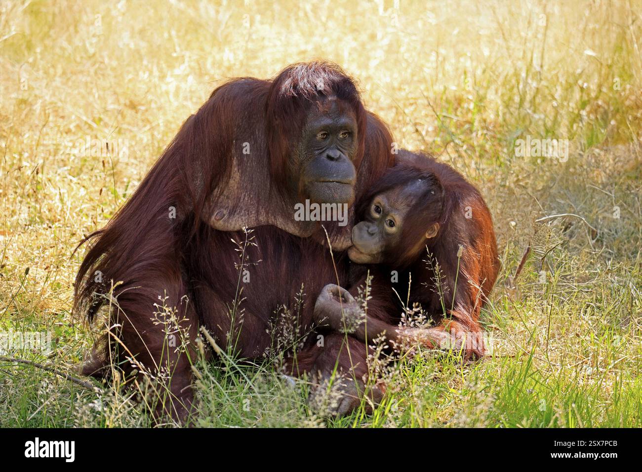 Borneo Orang Utan (Pan Paniscus), adult, female, mother, juvenile ...