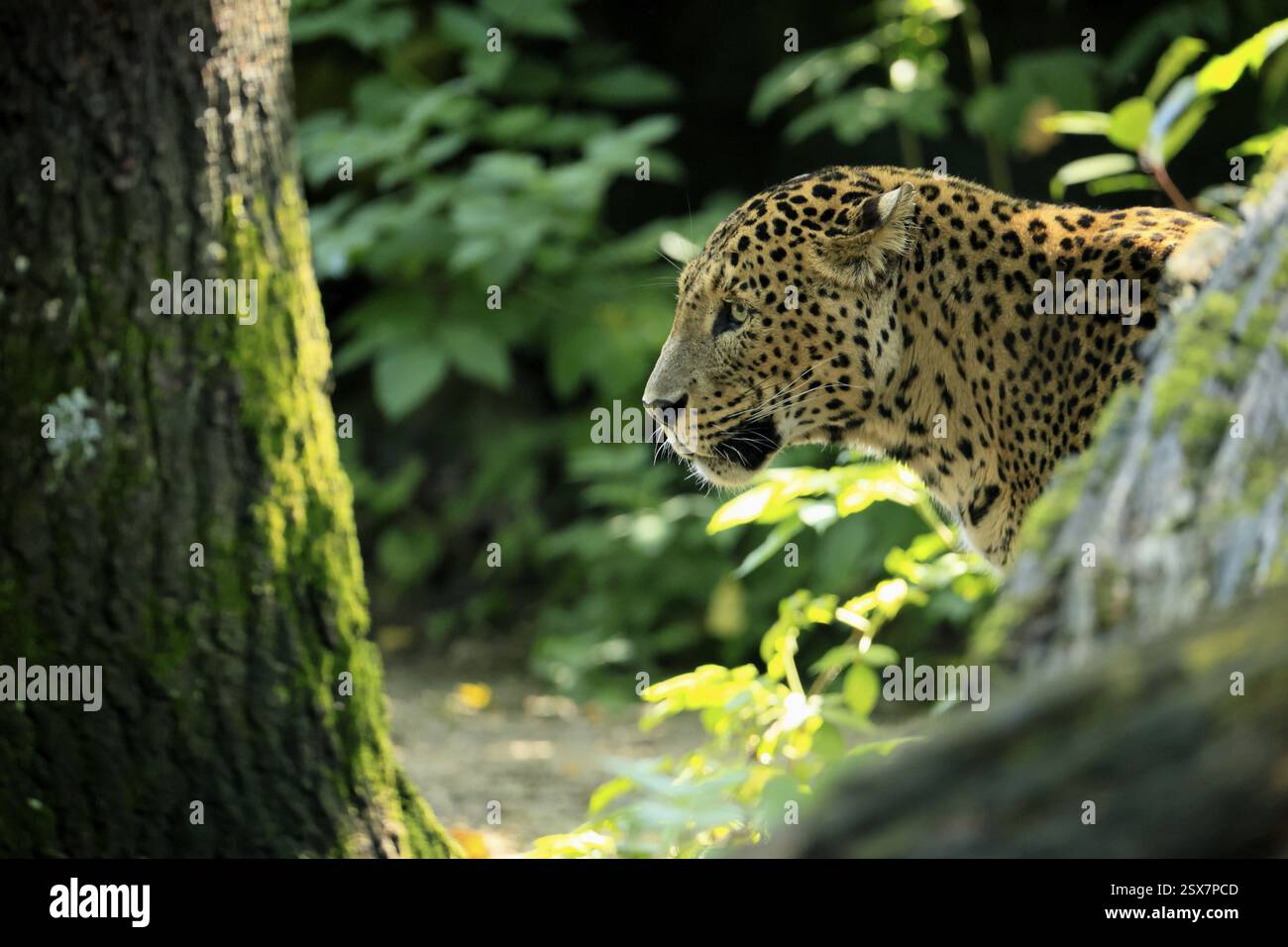 Sri Lanka Leopard (Panthera pardus kotiya), adult, observed, alert ...