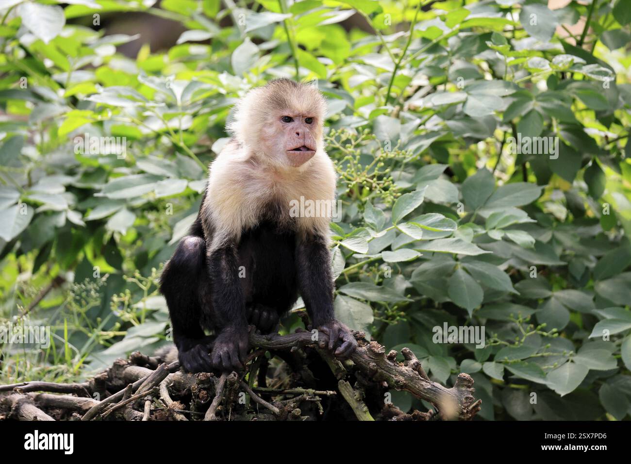 White-shouldered capuchin monkey (Cebus capucinus), adult, on the ...