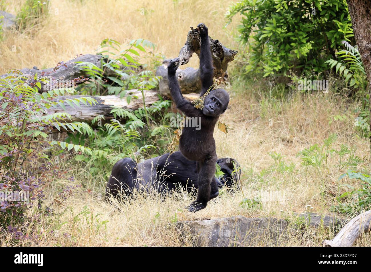 Gorilla cub playing hi-res stock photography and images - Alamy