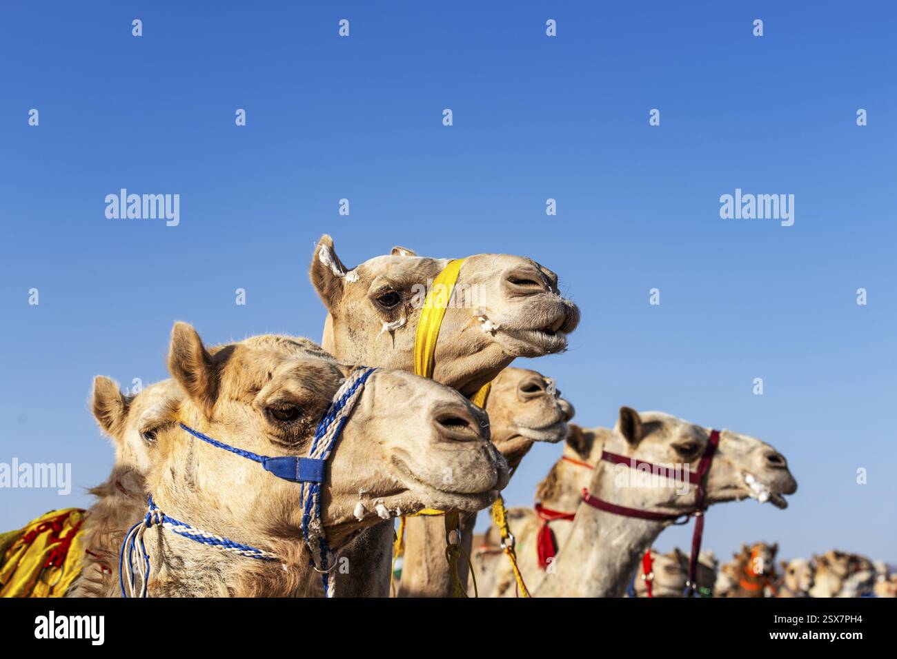Racing camels at the Al Ula Camel Cup in the Mughayra Heritage Sports ...