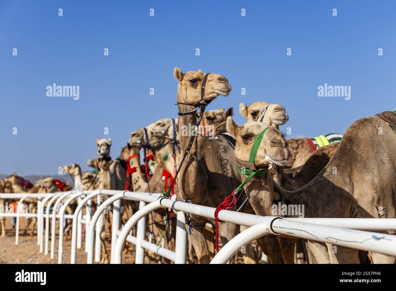 Racing camels at the Al Ula Camel Cup in the Mughayra Heritage Sports ...