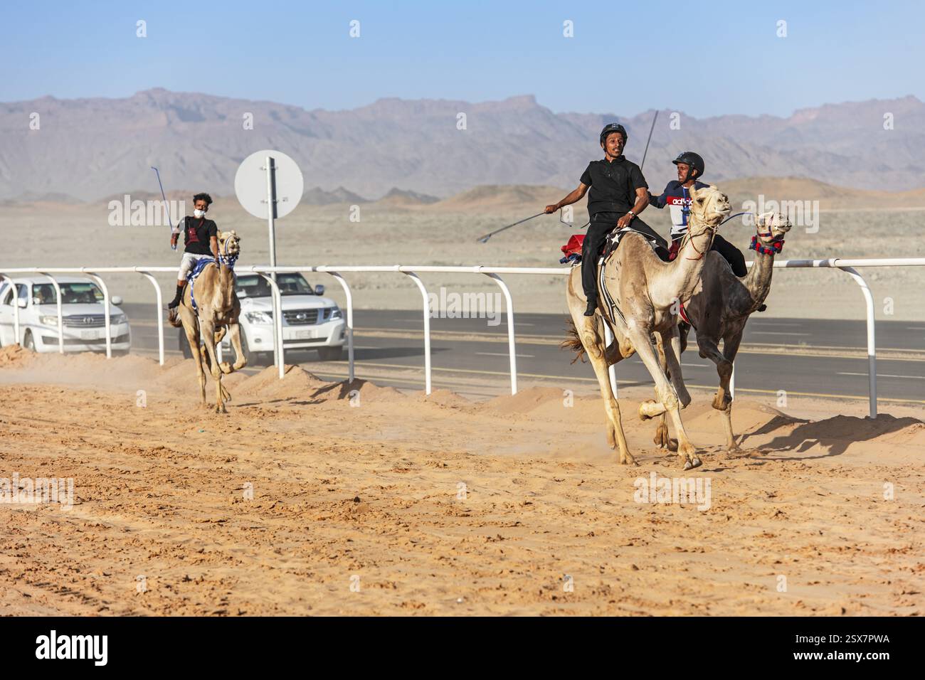 Camel jockeys racing for the Al Ula Camel Cup at the Mughayra Heritage ...