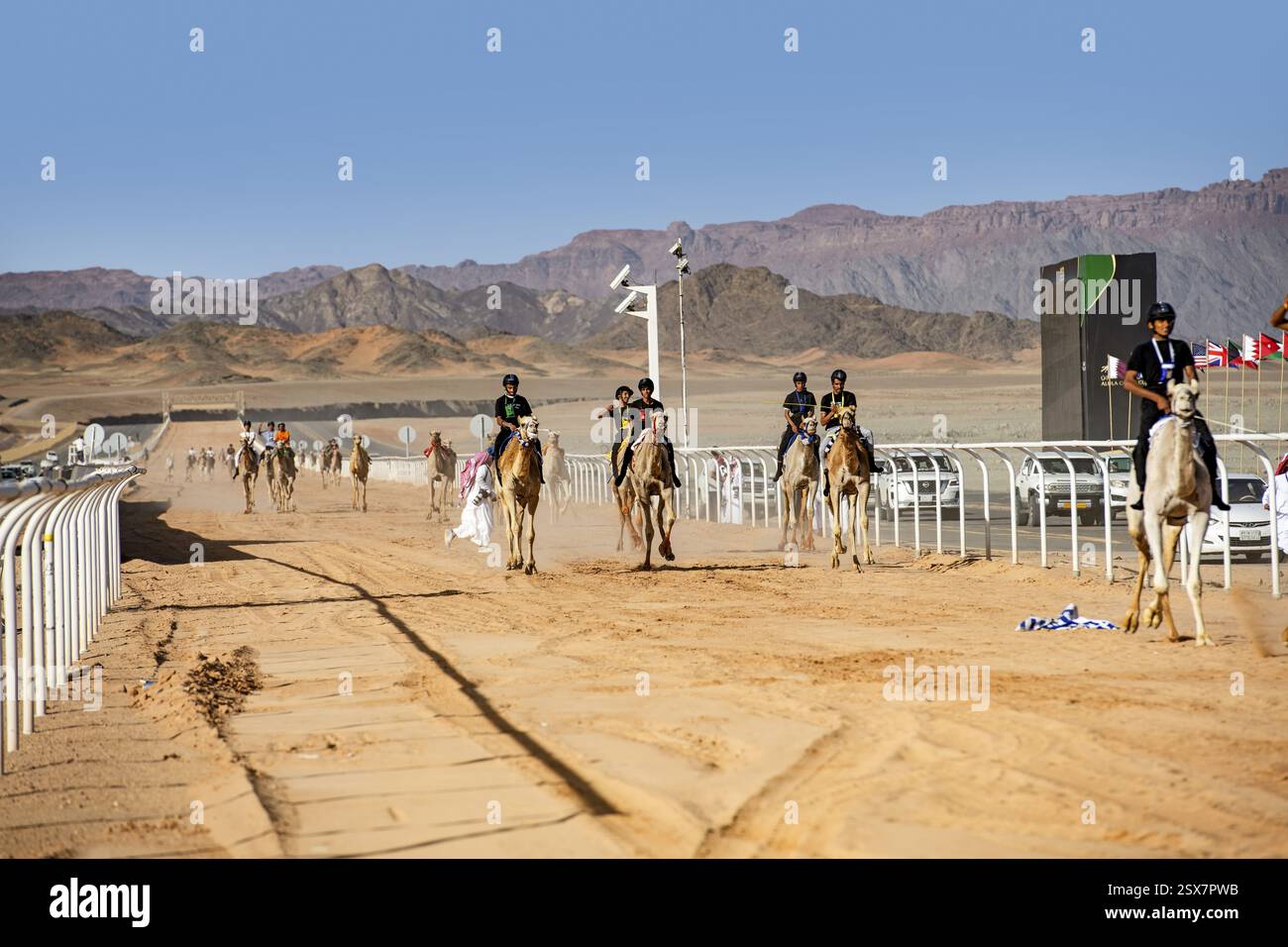 Al Ula Camel Cup at the Mughayra Heritage Sports Village, Al Ula, Saudi ...