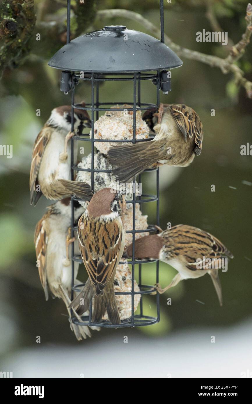 Tree sparrow five birds hanging from a feeder different sightings Stock ...