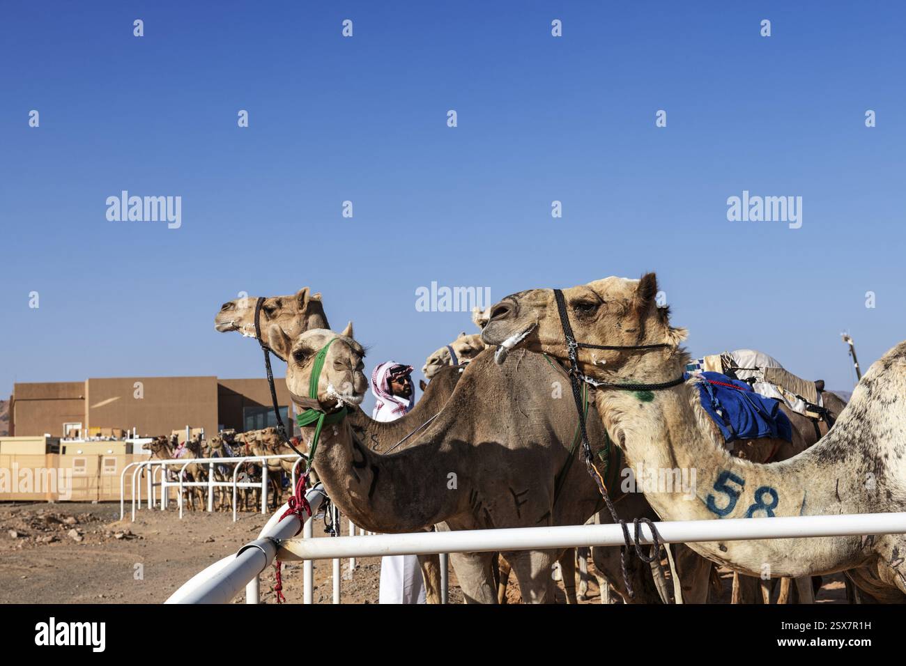 Racing camels at the Al Ula Camel Cup in the Mughayra Heritage Sports ...