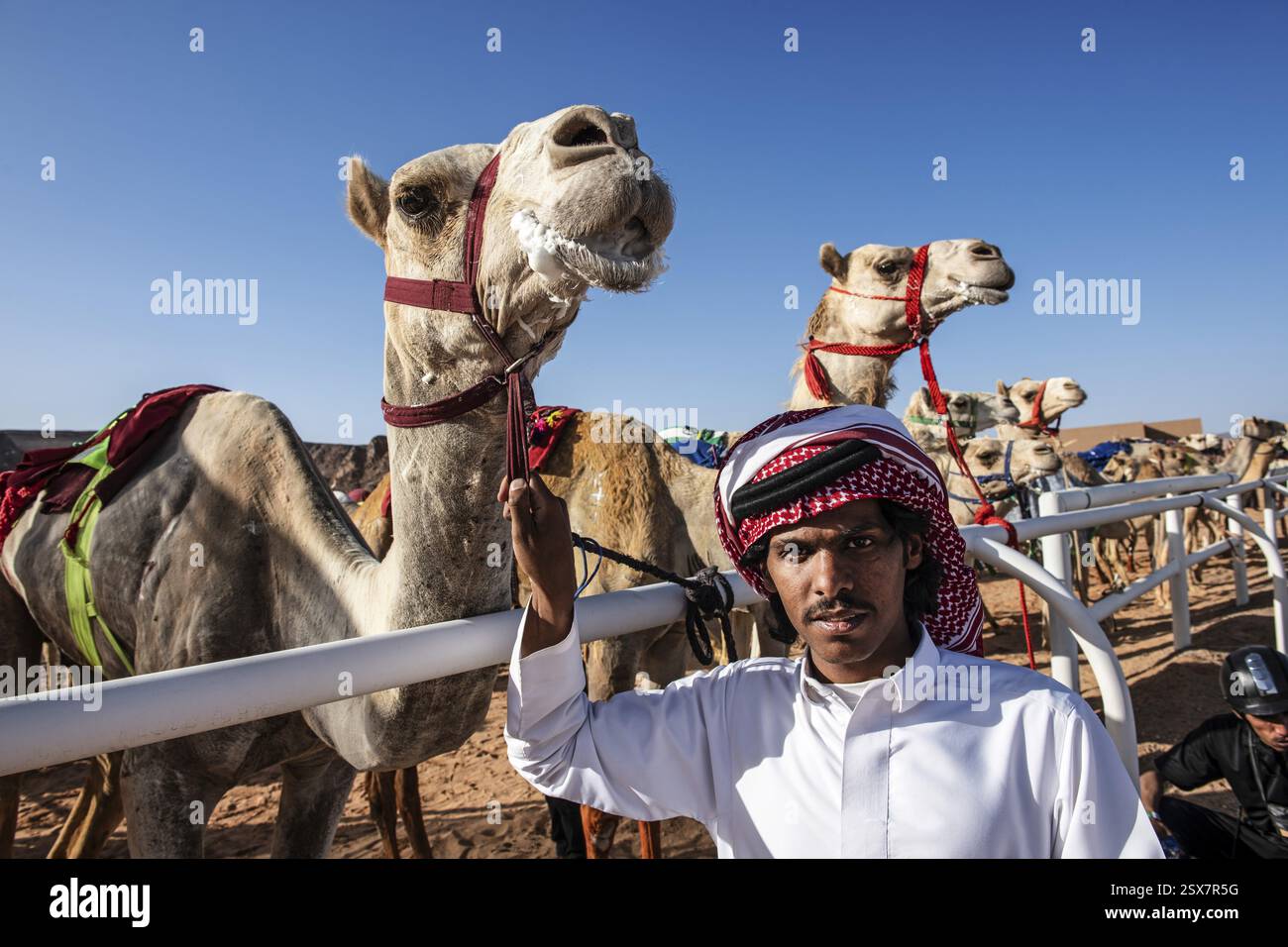 Sheikh with his racing camel at the Al Ula Camel Cup in the Mughayra ...