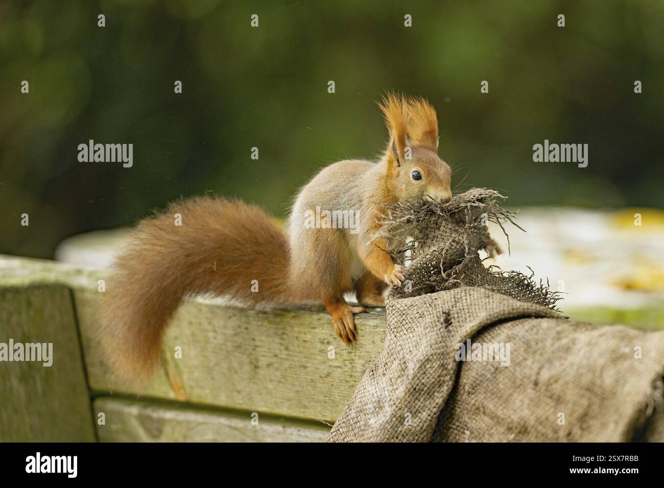 Squirrel biting potato sack in mouth sitting on backrest of wooden ...