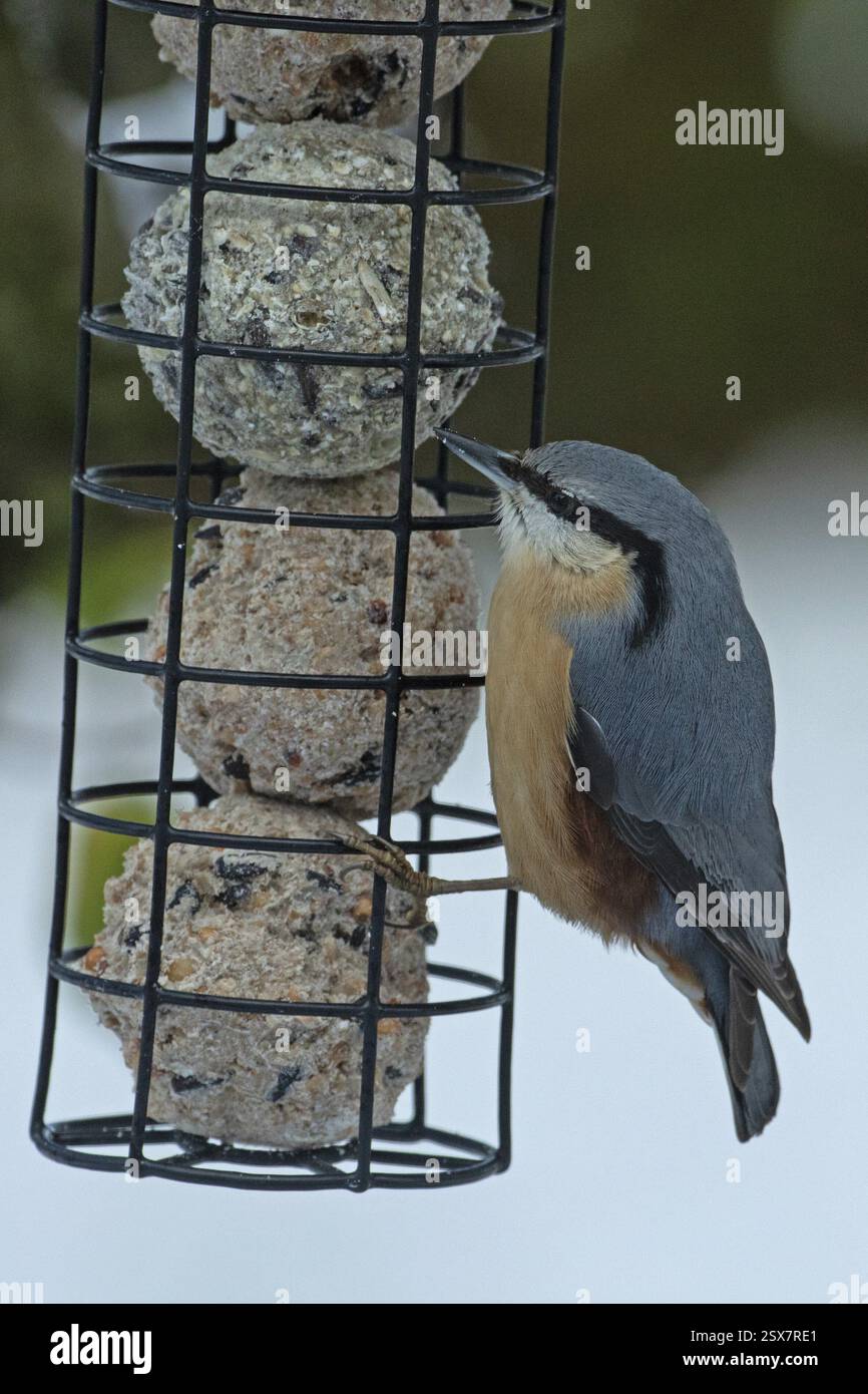 Nuthatch hanging on feeding pole left looking Stock Photo - Alamy