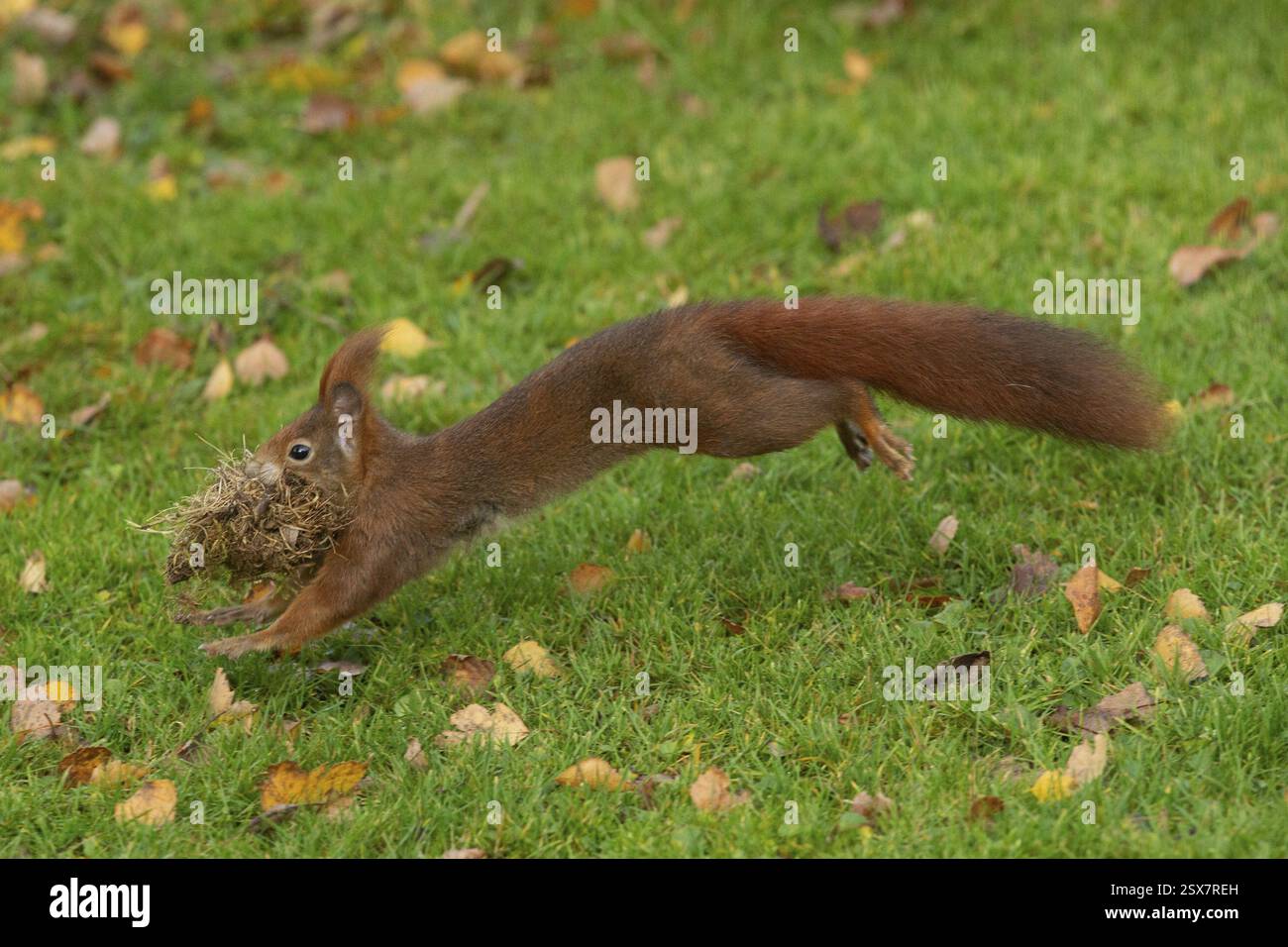 Squirrel with nesting material in mouth jumping in green grass looking ...