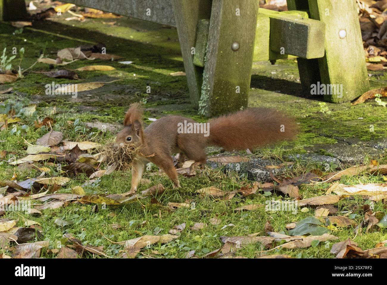 Squirrel with nesting material in mouth in green grass with colourful ...