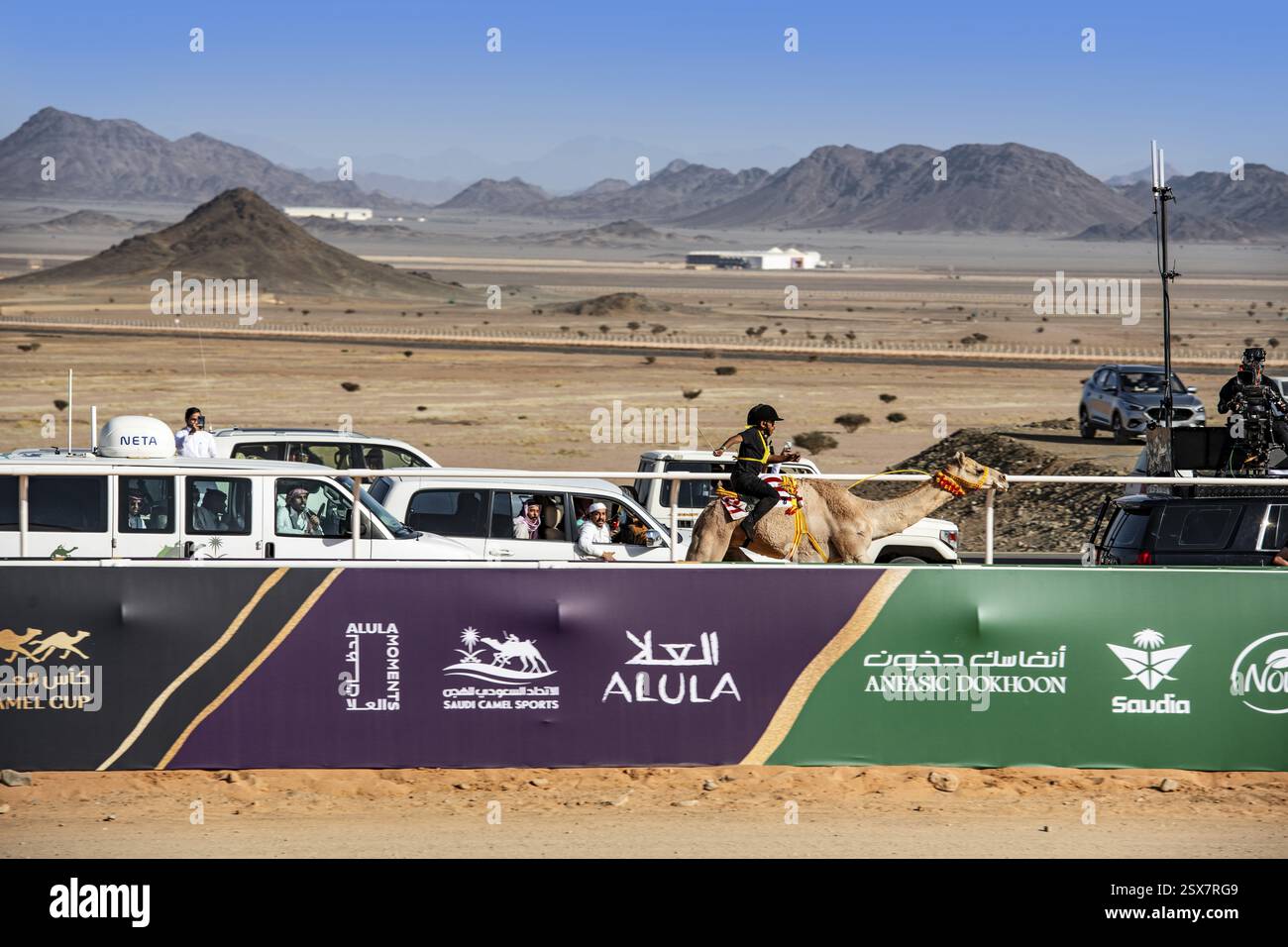 Dwarf jockey rides camel at the Al Ula Camel Cup at Mughayra Heritage ...