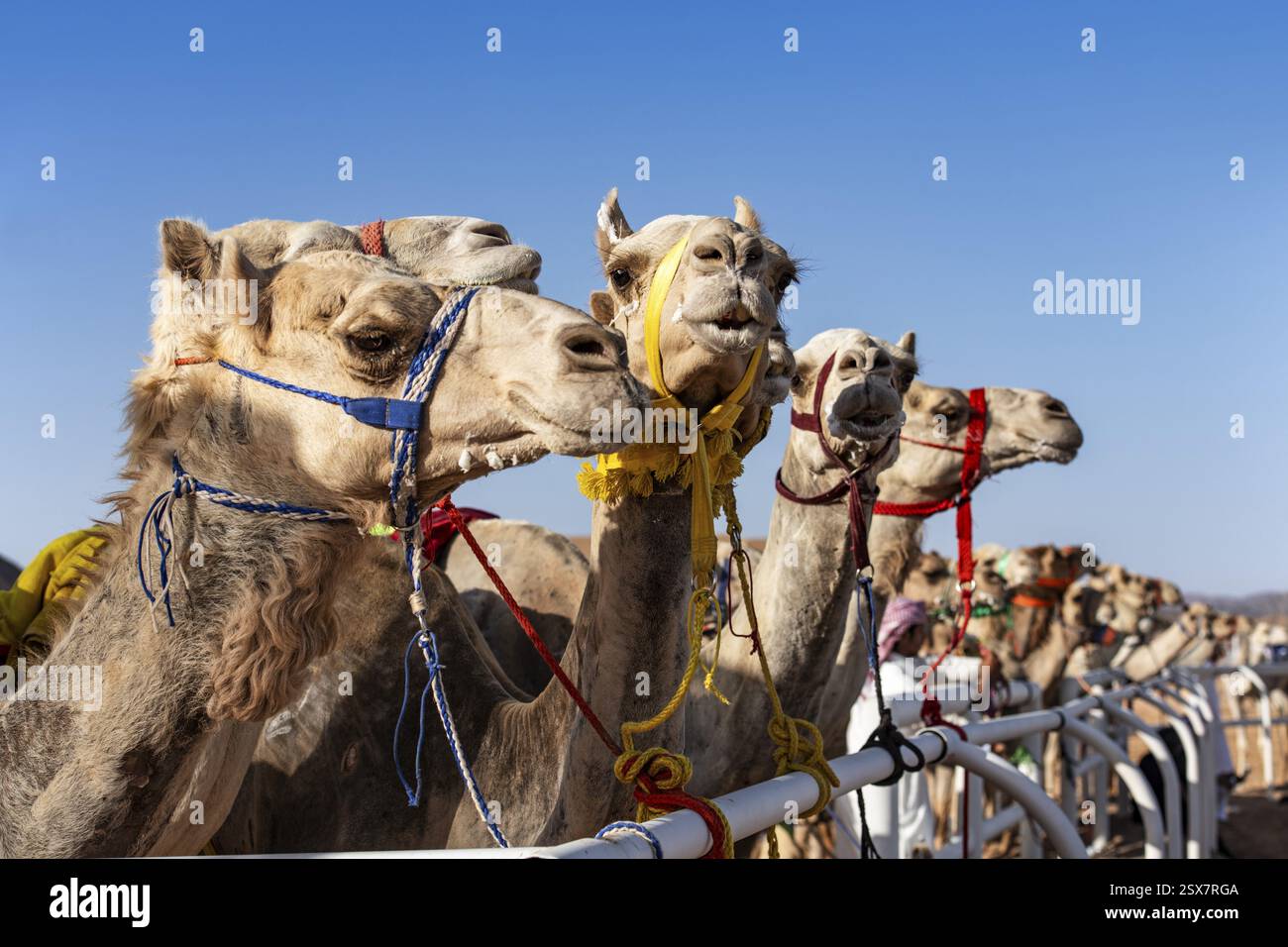 Racing camels at the Al Ula Camel Cup in the Mughayra Heritage Sports ...