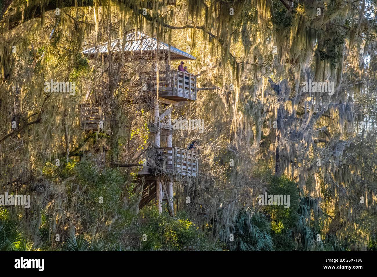 The 50-foot tall observation tower at Paynes Prairie Preserve State ...