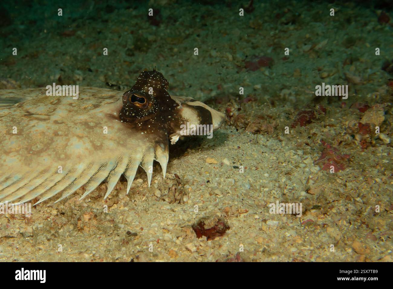 A Philippine Flounder, this flatfish an change color and texture to ...