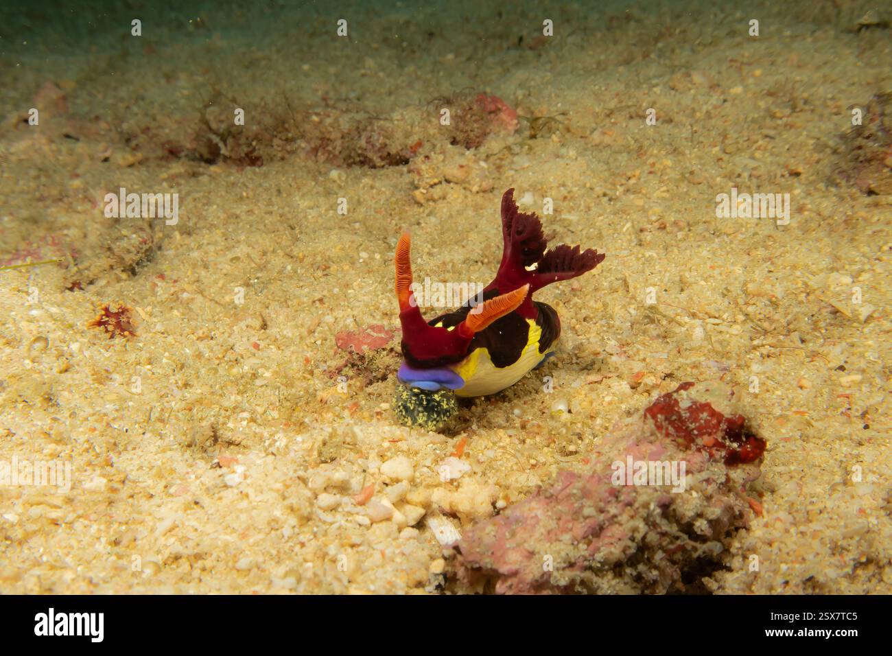 A Nembrotha chamberlaini on the seafloor. It is a very colorful sea ...