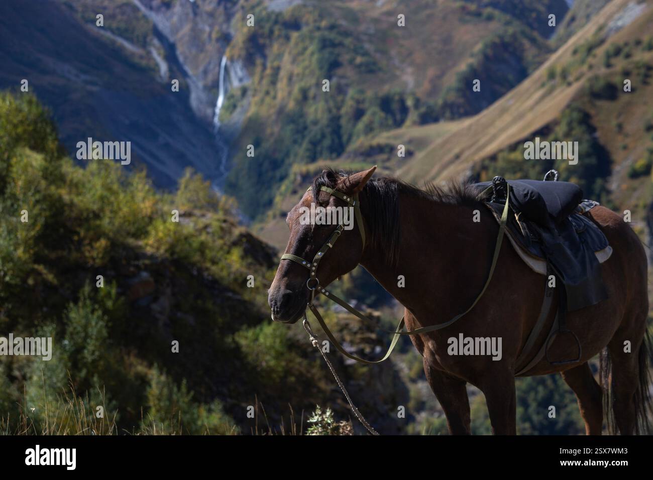 A brown horse with a saddle stands on a grassy mountain slope ...