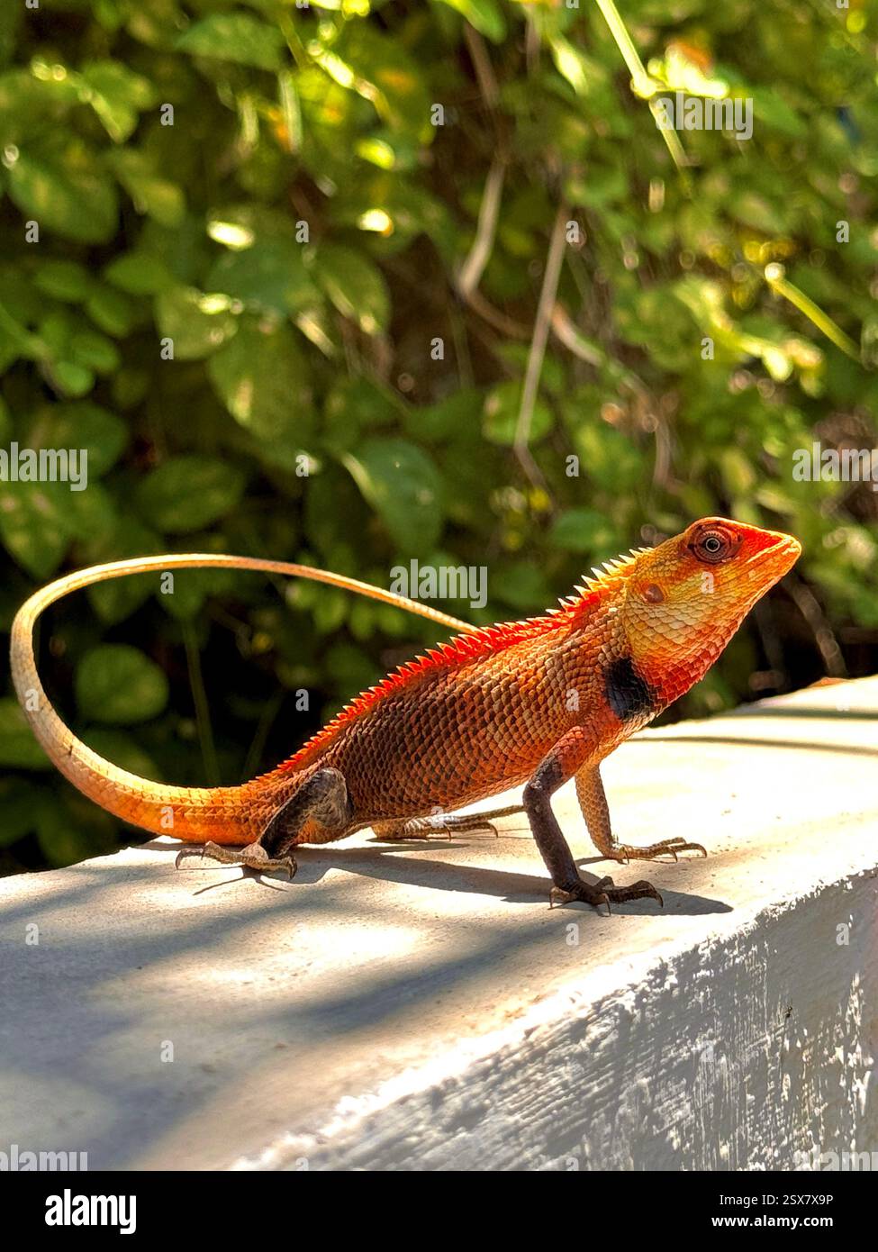 Samsung s23 ultra smartphone stock photos and images - Alamy