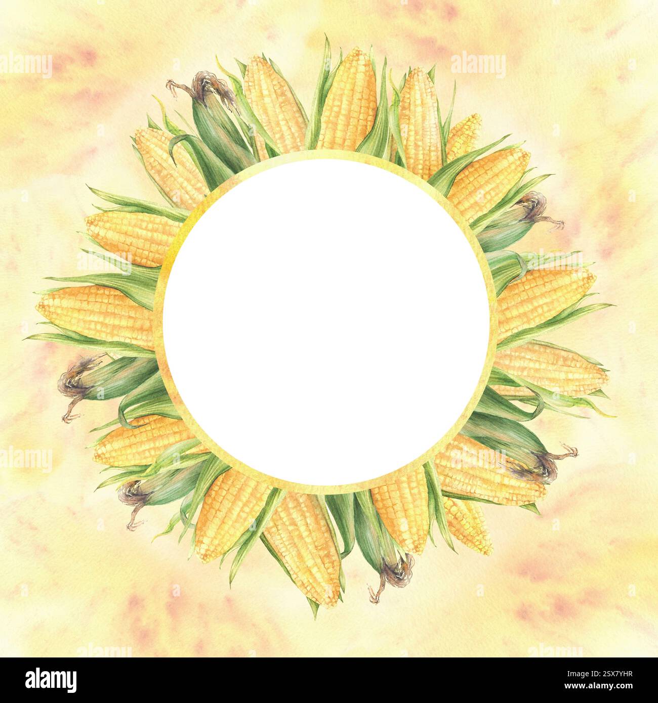 Corn cobs circle frame. Sweet golden maize cobs wreath on watercolor ...
