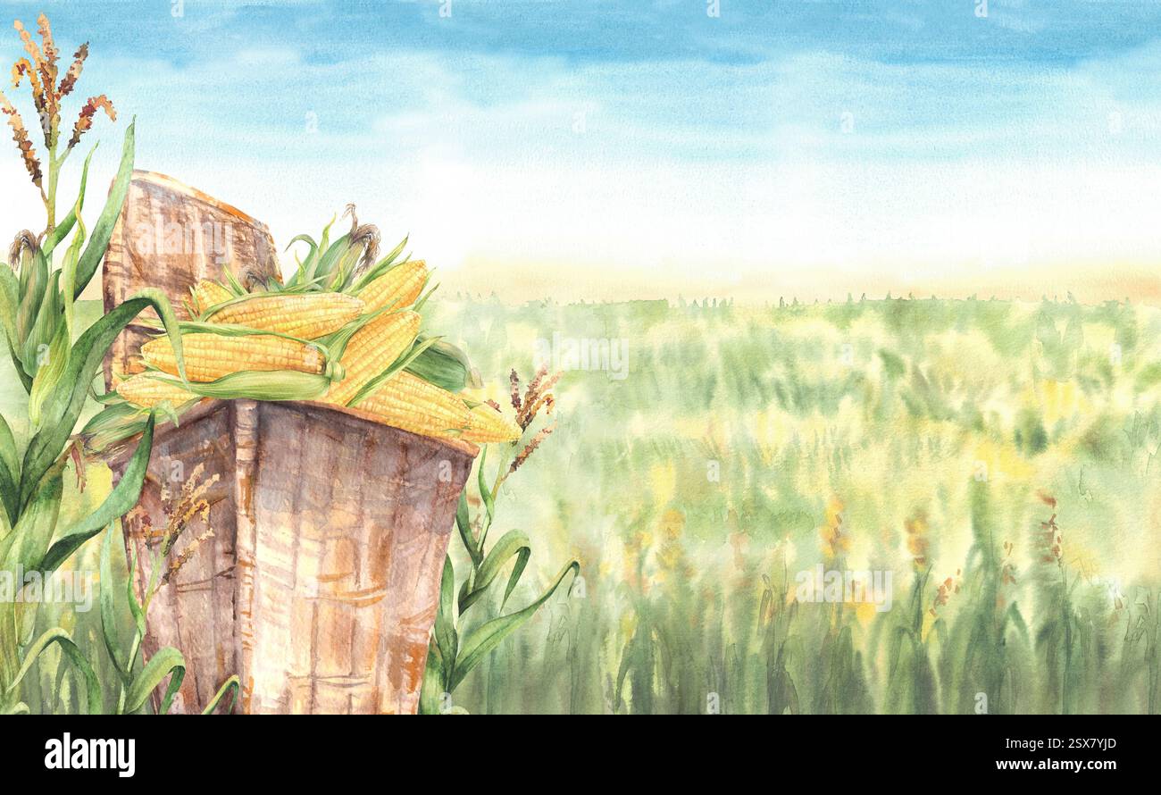 Wicker basket with corn cobs harvest against cornfield and blue sky ...