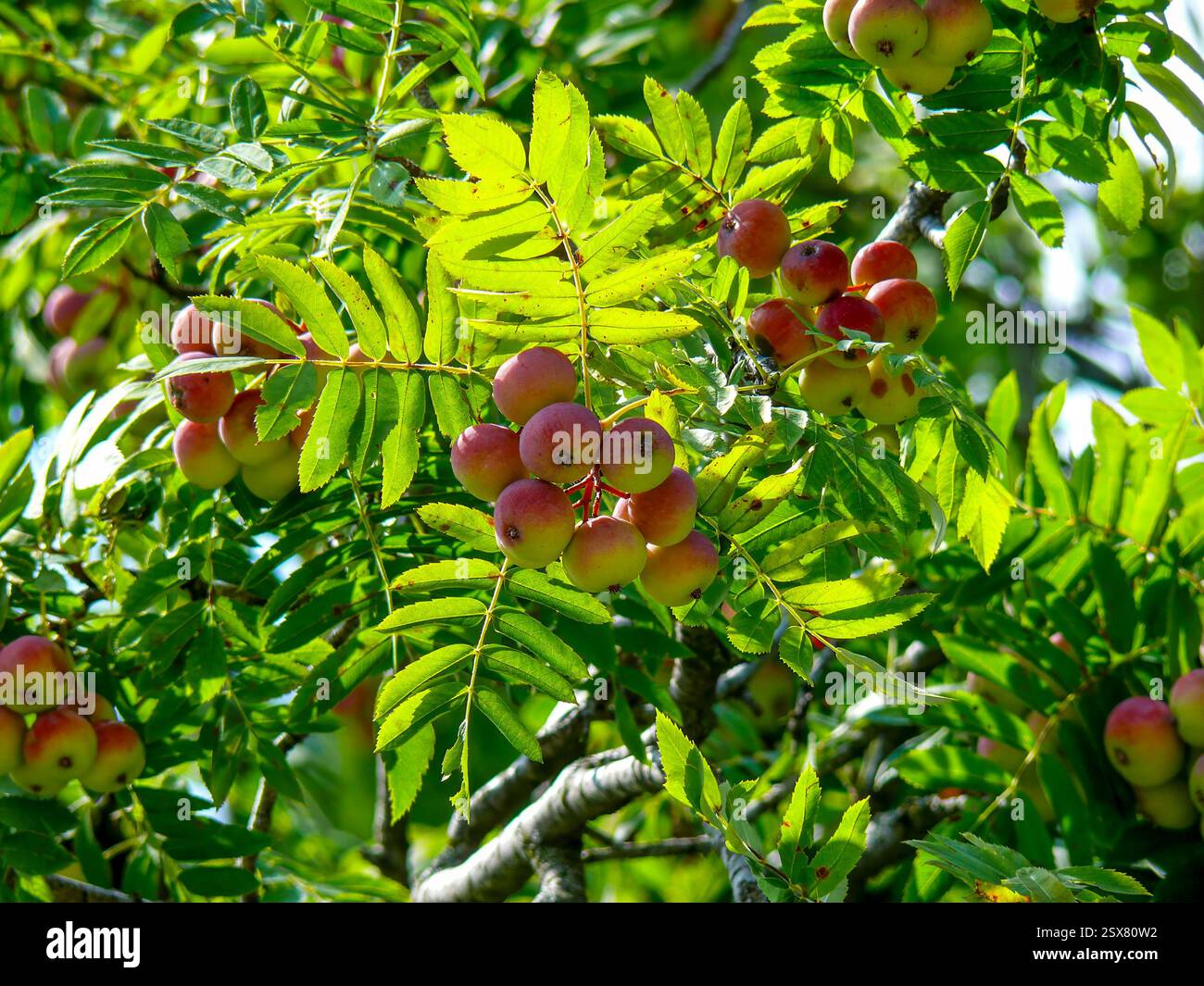 Fruits of the True Service tree (Sorbus domestica). Taken in Tremosine ...