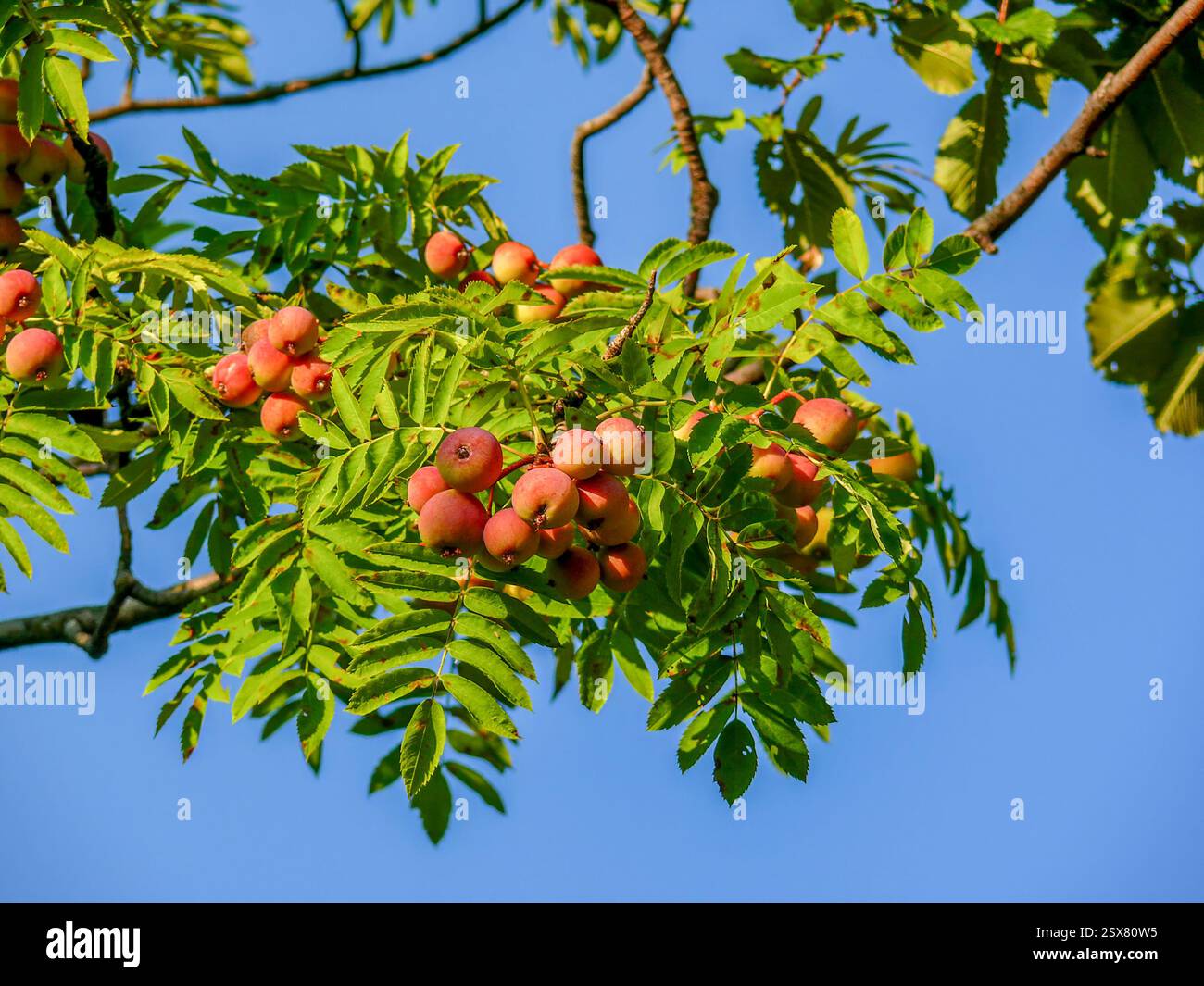 Fruits of the True Service tree (Sorbus domestica). Taken in Tremosine ...