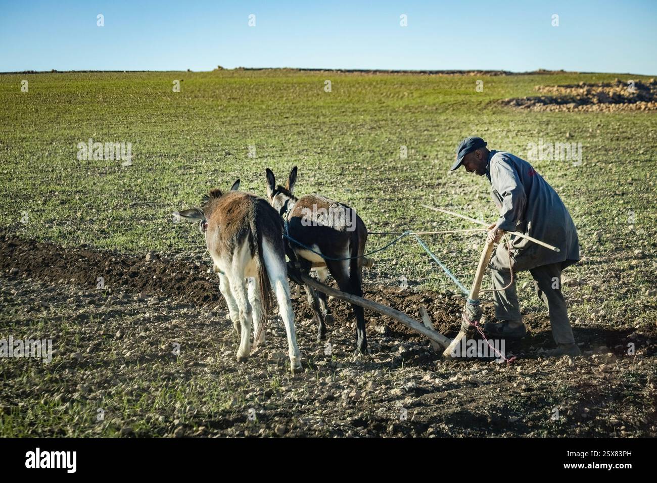 Farmer plowing the field, a plow is being ploughed by a donkey Morocco ...