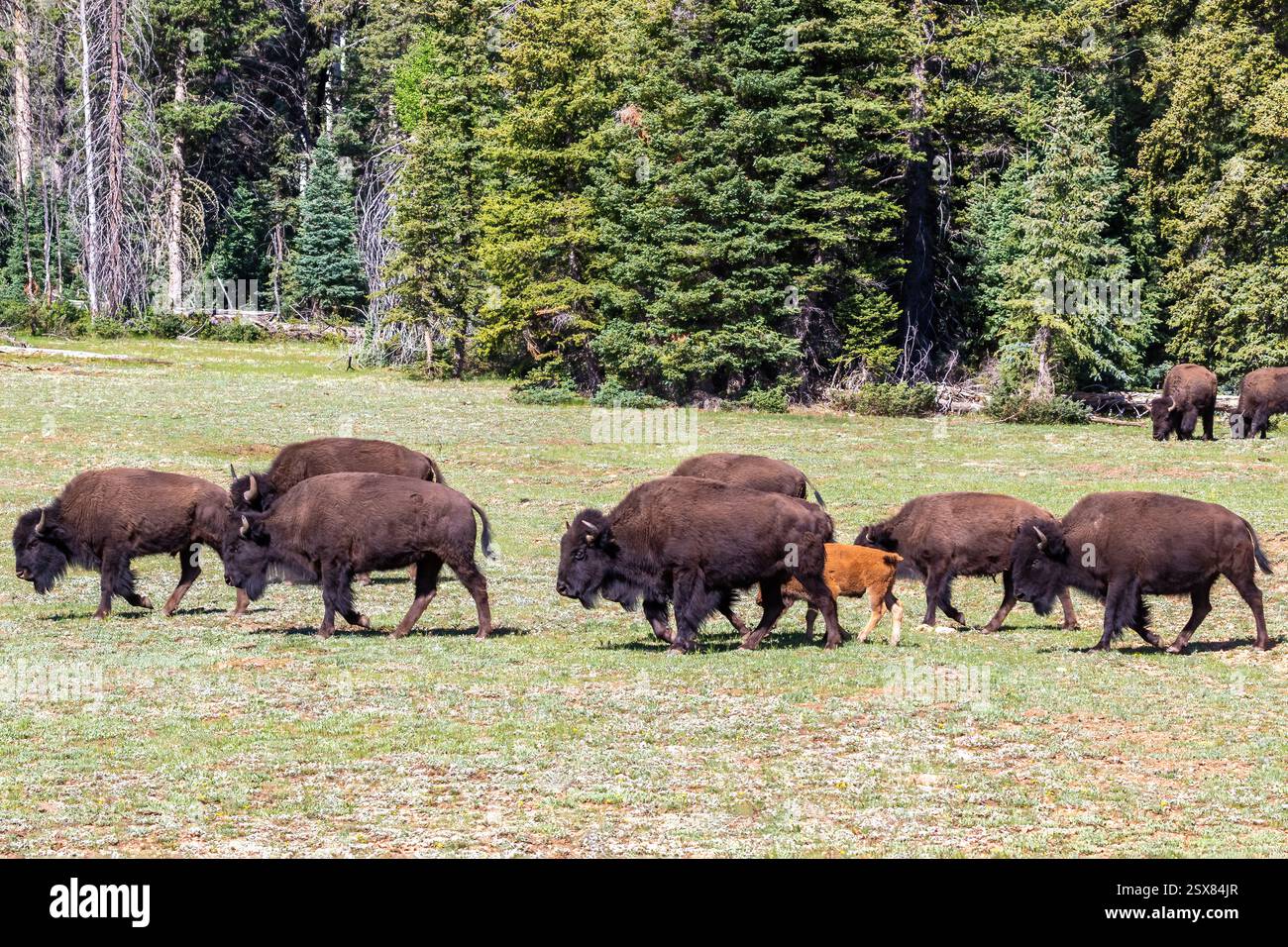 Bison bison herd walking hi-res stock photography and images - Alamy