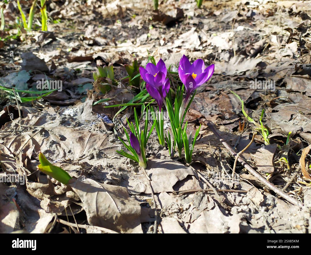 Purple crocuses bloom among dry leaves signaling the arrival of spring ...