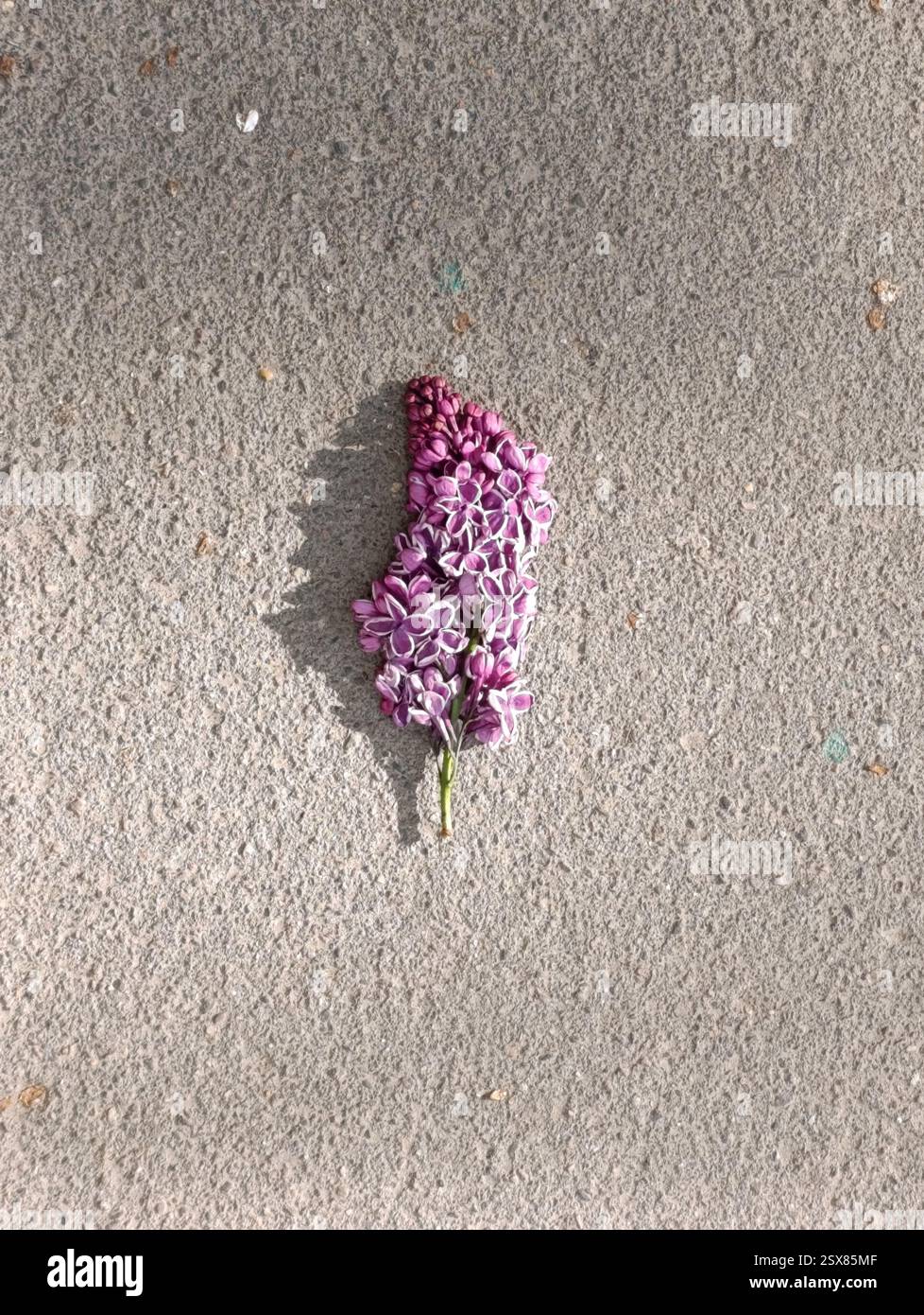 A delicate purple lilac flower lies on a rough concrete pavement ...